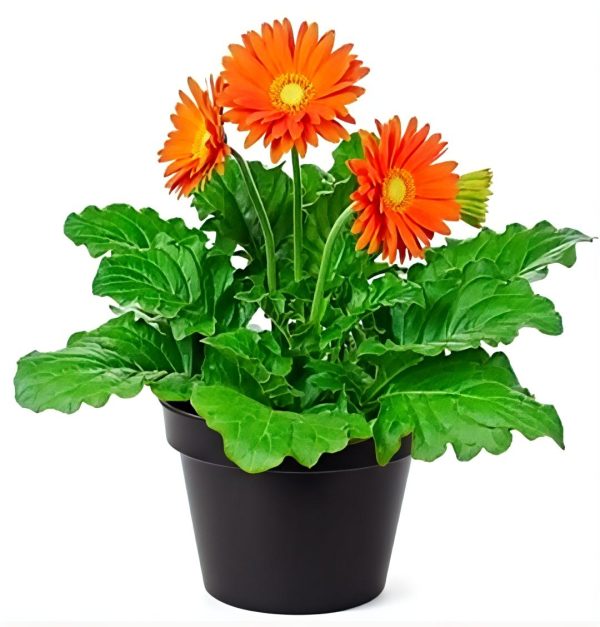 -Gerbera Plant- – Garden Art